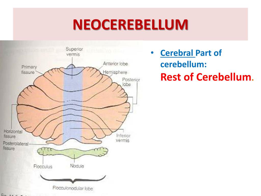 PPT - Cerebellum 1 PowerPoint Presentation, free download - ID:3066230 PPT - Cerebellum 1 PowerPoint Presentation, free download - ID:3066230