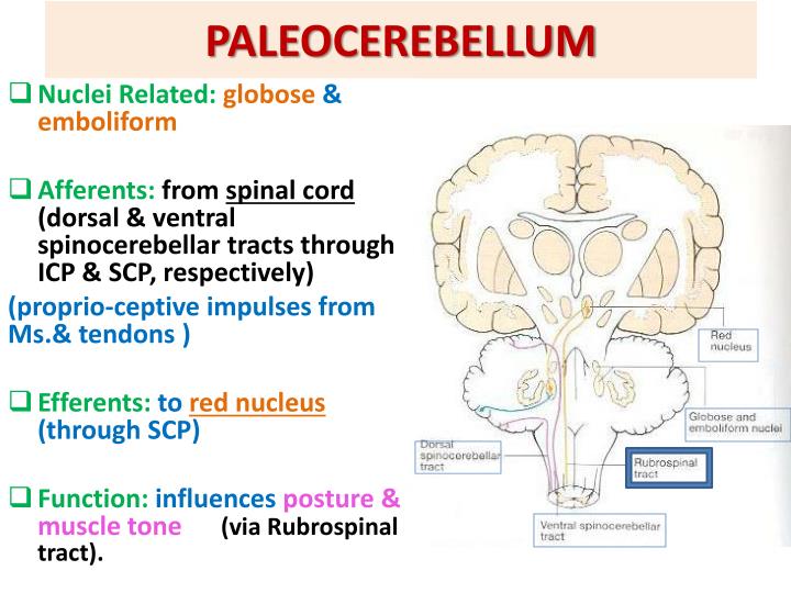 PPT - Cerebellum 1 PowerPoint Presentation - ID:3066230
