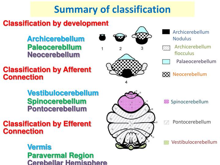 PPT - Cerebellum 1 PowerPoint Presentation - ID:3066230
