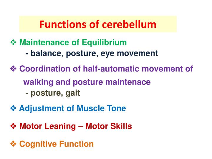 PPT - Cerebellum 1 PowerPoint Presentation - ID:3066230