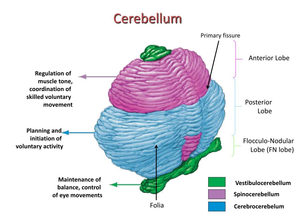 Histology Of Cerebellum Ppt Ppt Cerebellum Powerpoint - vrogue.co Histology Of Cerebellum Ppt Ppt Cerebellum Powerpoint - vrogue.co
