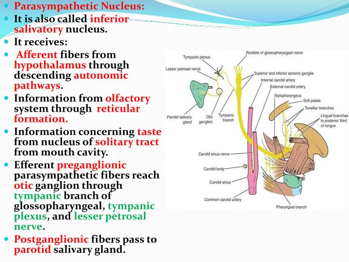 PPT - Cranial Neves IX, X & XI PowerPoint Presentation - ID:3066262