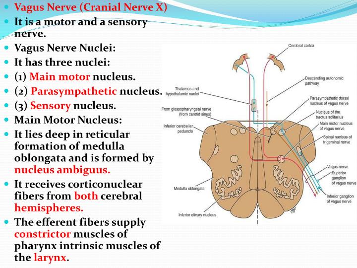 PPT - Cranial Neves IX, X & XI PowerPoint Presentation - ID:3066262