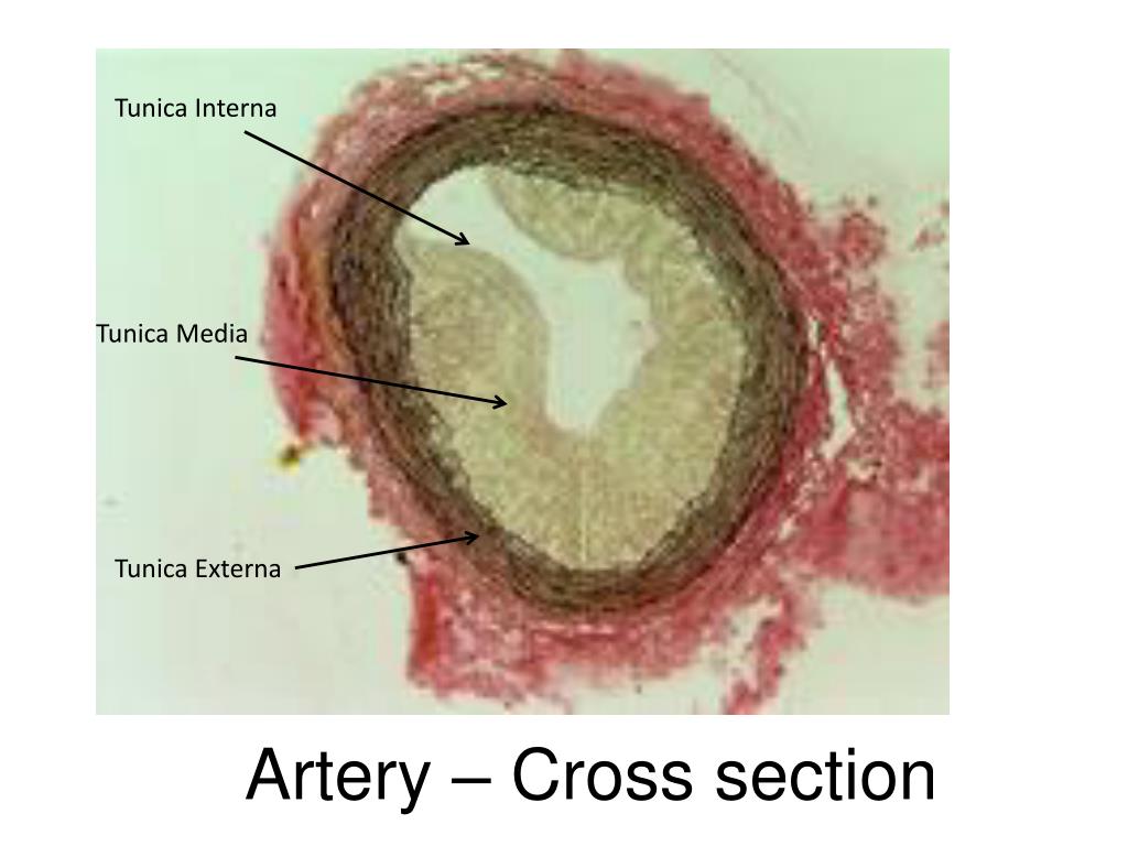 PPT - BLOOD VESSEL STRUCTURE, BLOOD PRESSURE AND SYSTEMIC VESSELS ...
