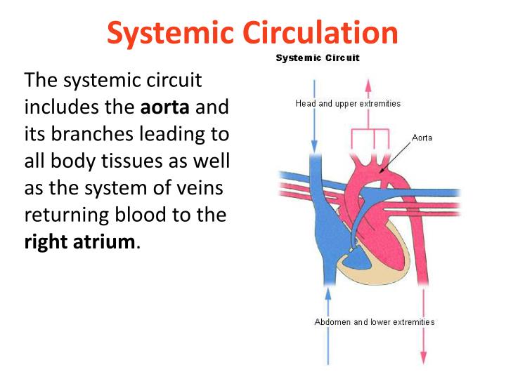 PPT - BLOOD VESSEL STRUCTURE, BLOOD PRESSURE AND SYSTEMIC VESSELS ...