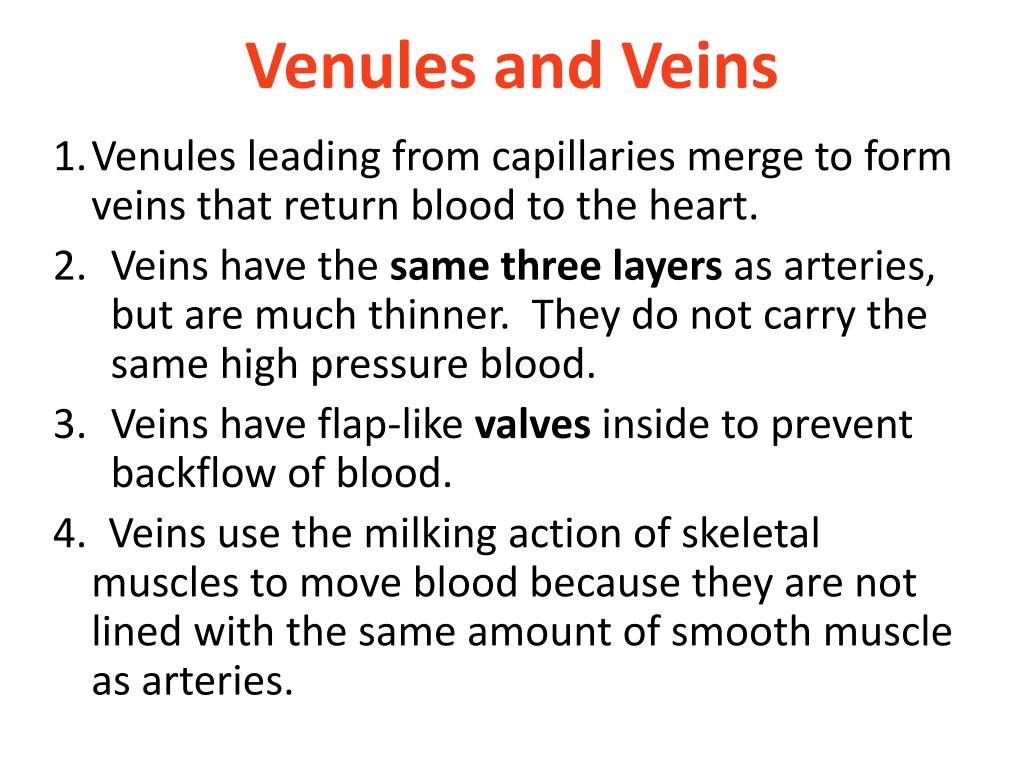 PPT - BLOOD VESSEL STRUCTURE, BLOOD PRESSURE AND SYSTEMIC VESSELS ...