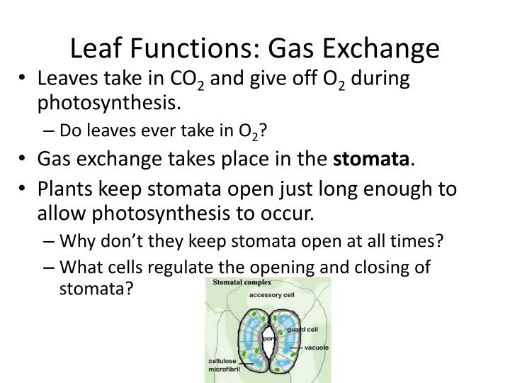 PPT - Roots, Stems, and Leaves Ms. Moore 9/6/2012 PowerPoint ...