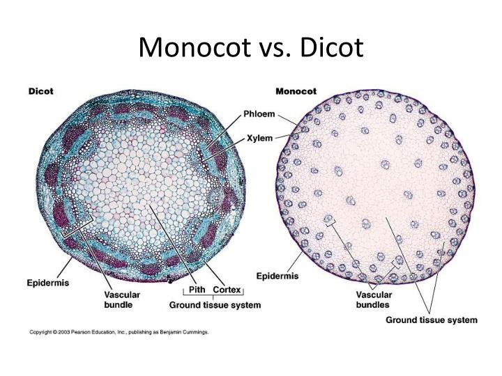Monocot Vs Dicot Stem Cross Section Slidedocnow