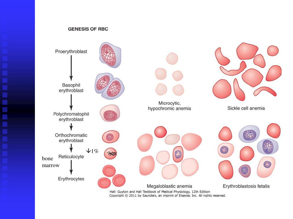 PPT - Red Blood Cells, Anemia and Polycythemia PowerPoint Presentation ...