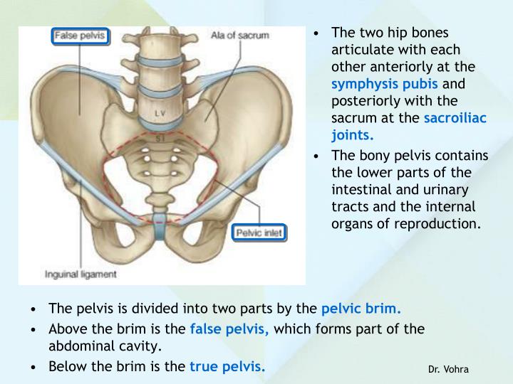PPT - PELVIC WALLS, FLOOR; & JOINTS PowerPoint Presentation - ID:3066515