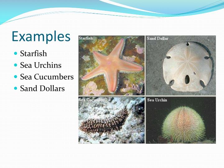 PPT - Phylum Mollusca, Arthropoda , and Echinodermata PowerPoint ...