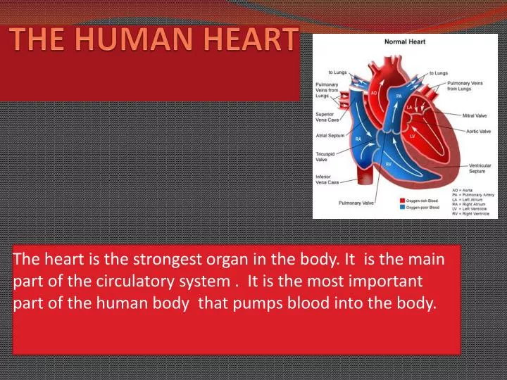 PPT - THE HUMAN HEART PowerPoint Presentation, free download - ID:3067212