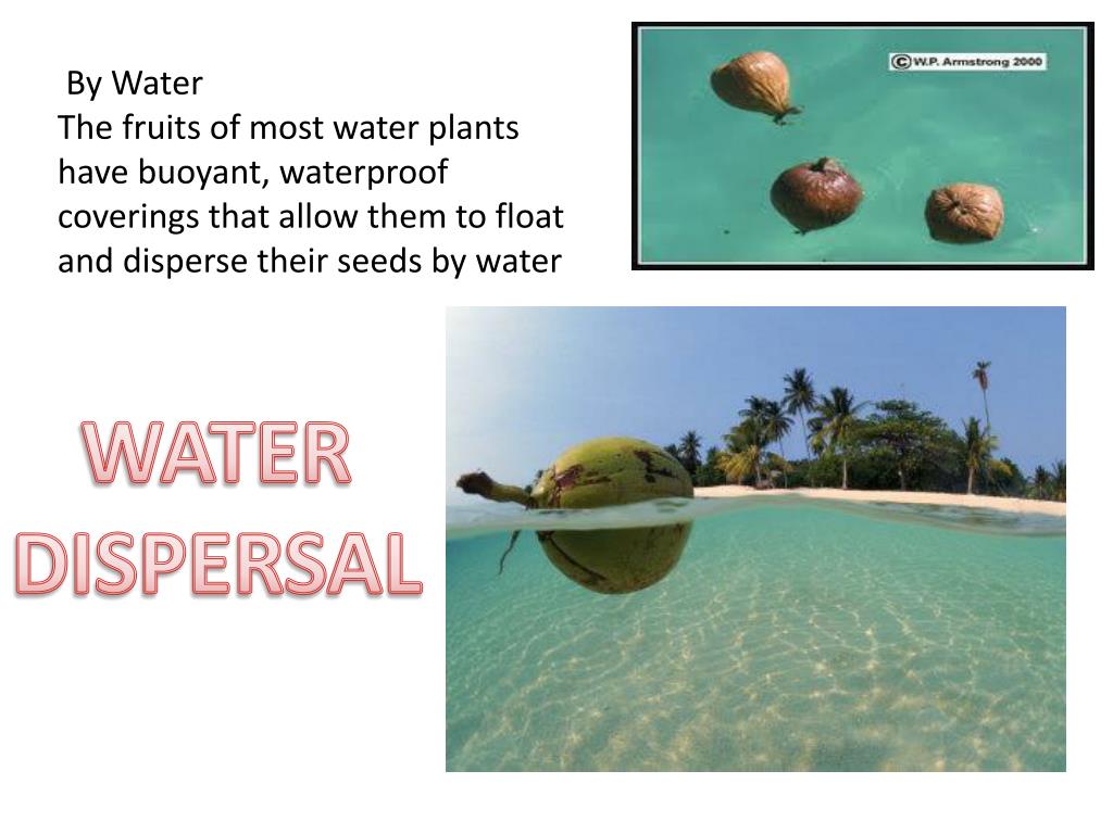 Types Of Seed Dispersal Powerpoint Seed Dispersal See - vrogue.co Types Of Seed Dispersal Powerpoint Seed Dispersal See - vrogue.co