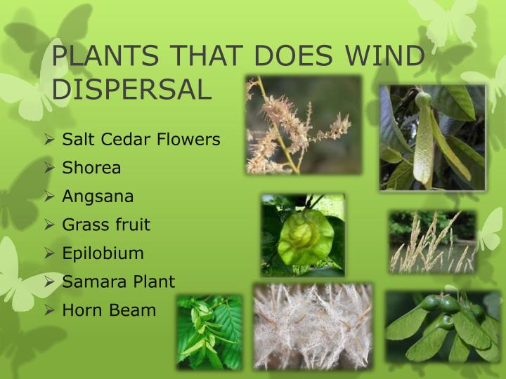 PPT - SEED DISPERSAL PowerPoint Presentation - ID:3067561