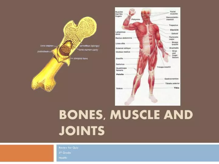 PPT - Bones, Muscle and Joints PowerPoint Presentation, free download ...