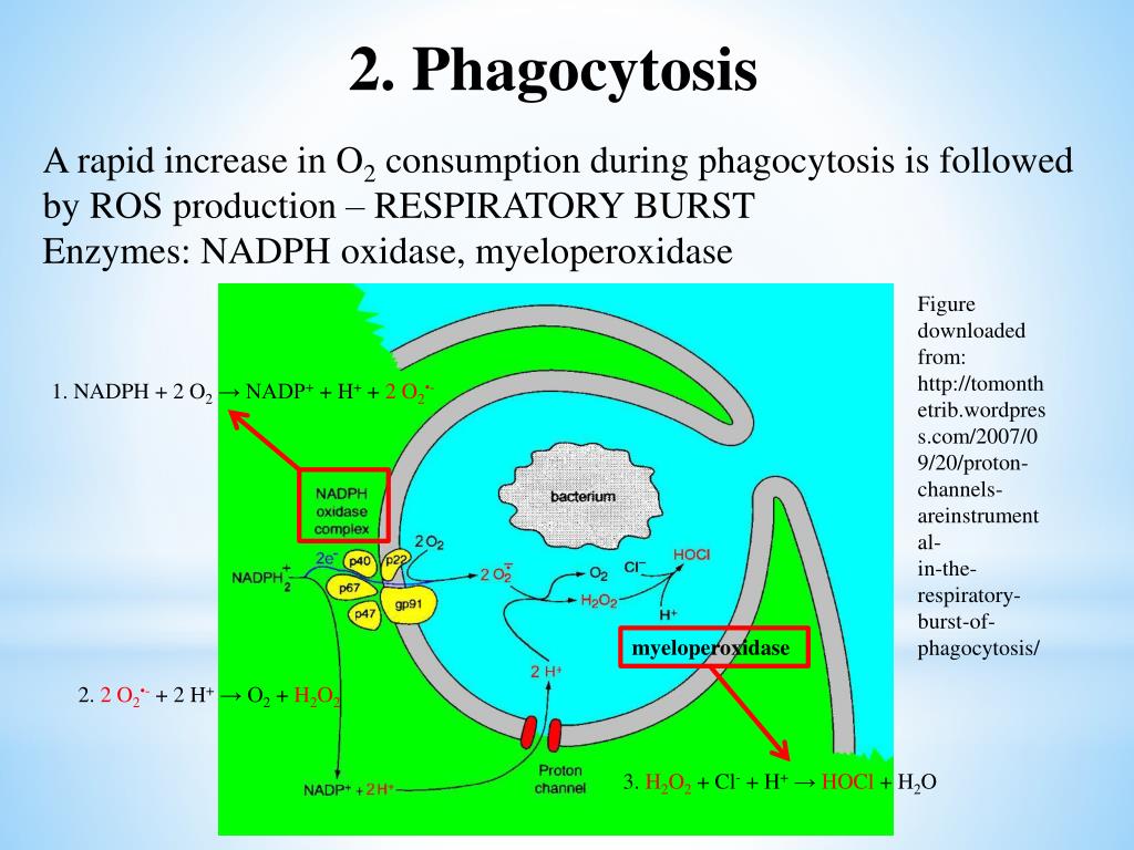 PPT - Biochemistry of free radicals, oxidative stress and aging ...
