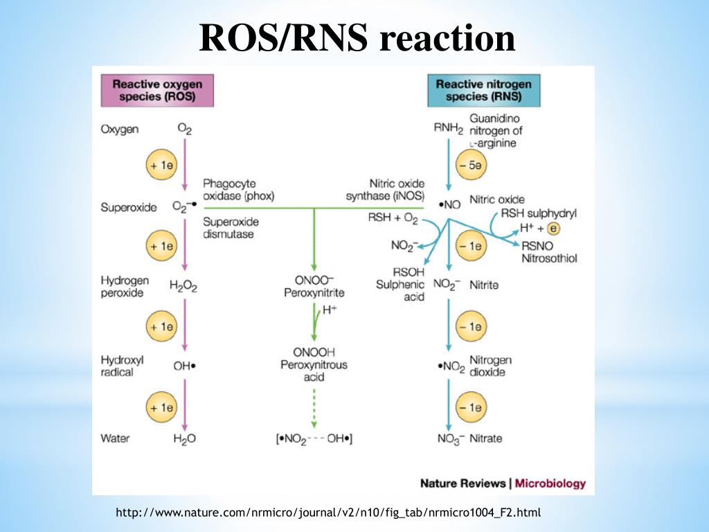 PPT - Biochemistry of free radicals, oxidative stress and aging ...