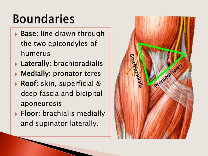PPT - Arm, Cubital Fossa & Elbow Joi nt PowerPoint Presentation - ID ...