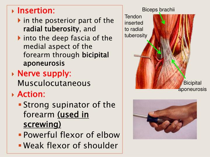 PPT - Arm, Cubital Fossa & Elbow Joi nt PowerPoint Presentation - ID ...