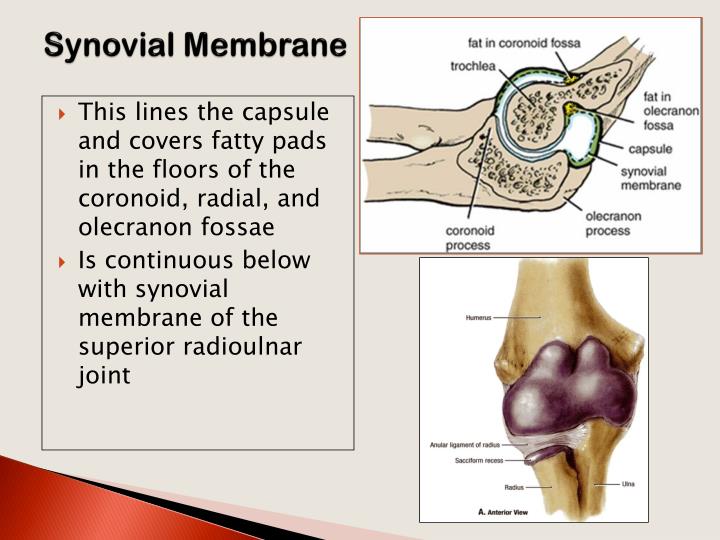 PPT - Arm, Cubital Fossa & Elbow Joi nt PowerPoint Presentation - ID ...