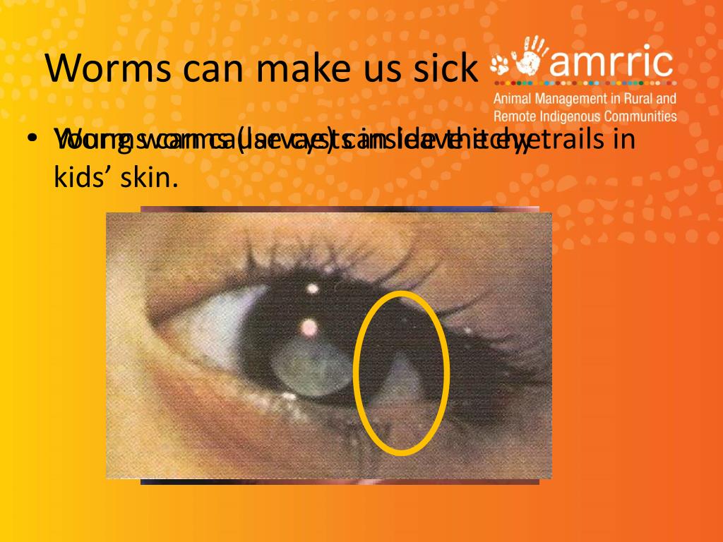 PPT - Dog health, human health and environmental health PowerPoint ...