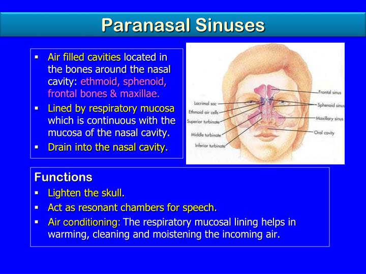 PPT - Nose, Nasal cavity, Paranasal Sinuses & Pharynx PowerPoint ...