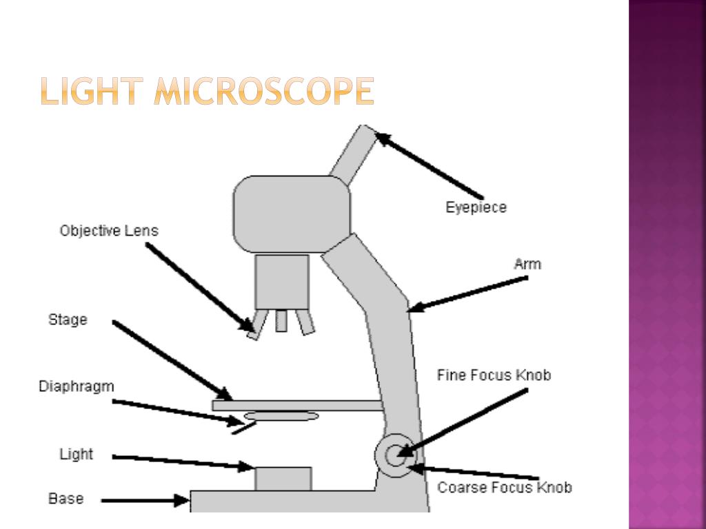 PPT - Biology, Cells, and Proteins PowerPoint Presentation, free ...