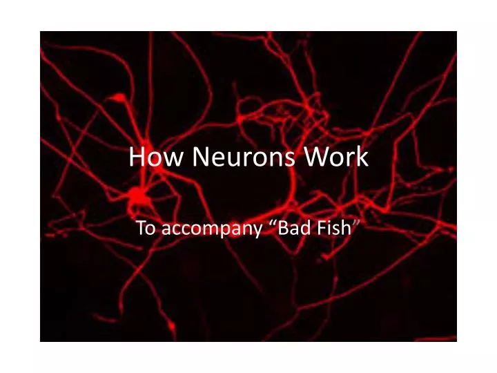 PPT - How Neurons Work PowerPoint Presentation, free download - ID:3068576