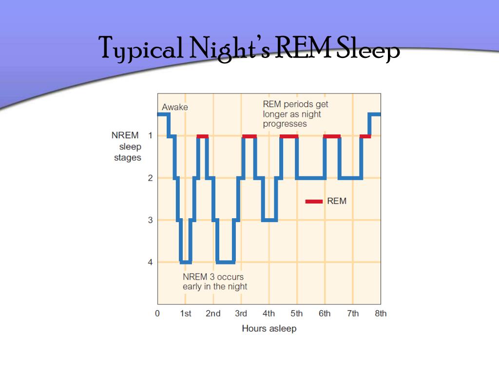 PPT - Sleep Stages, REM, and Dreaming PowerPoint Presentation, free ... PPT - Sleep Stages, REM, and Dreaming PowerPoint Presentation, free ...