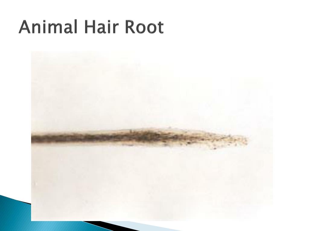 PPT - Hair, fibers, and paint PowerPoint Presentation, free download ...