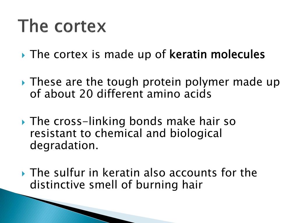 PPT - Hair, fibers, and paint PowerPoint Presentation, free download ...