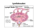 PPT - Blod og lymfesystem PowerPoint Presentation - ID:3069093