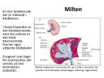 PPT - Blod og lymfesystem PowerPoint Presentation - ID:3069093