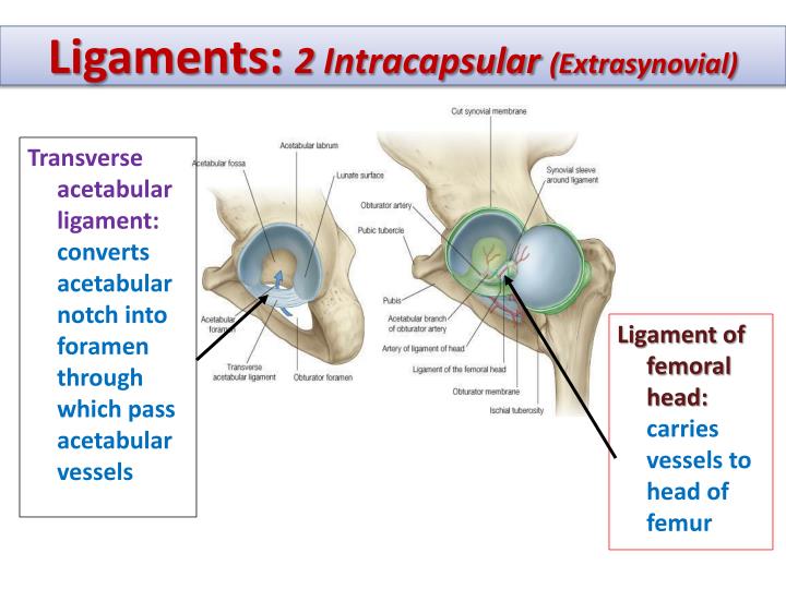 PPT - Hip, Knee & Ankle Joints PowerPoint Presentation - ID:3069128