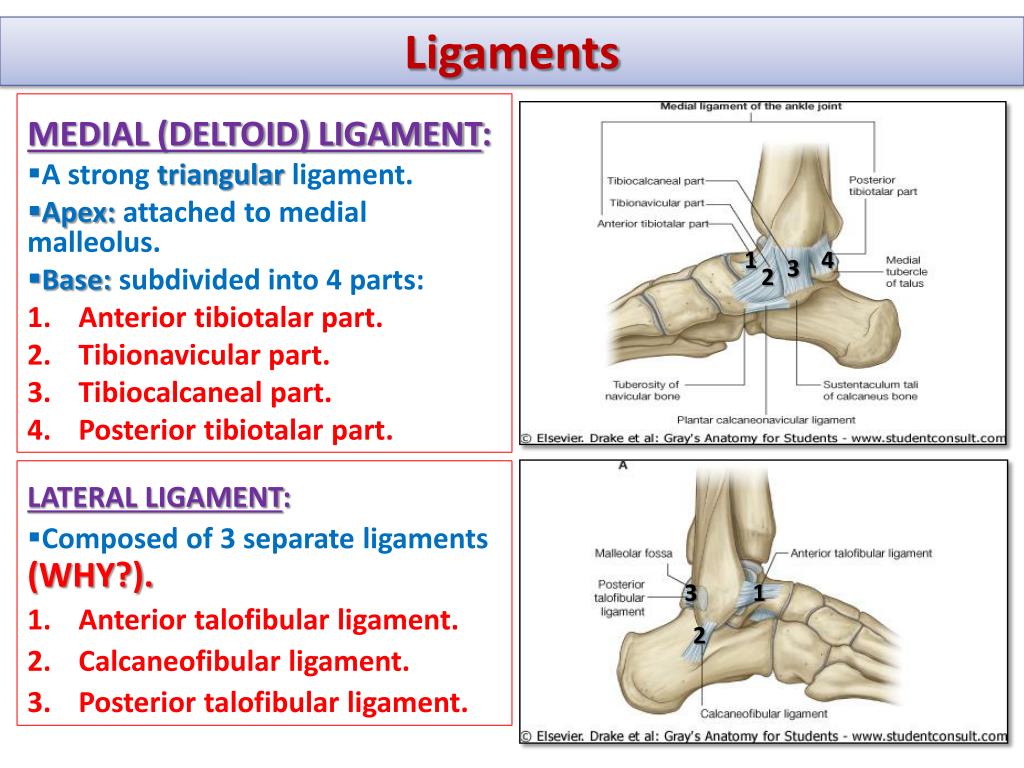 PPT - Hip, Knee & Ankle Joints PowerPoint Presentation, free download ...