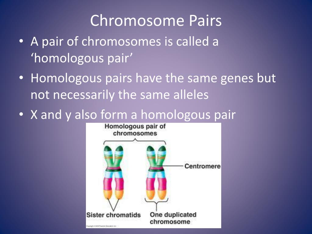 PPT - Chromosomes, Mitosis, and Meiosis PowerPoint Presentation, free ...