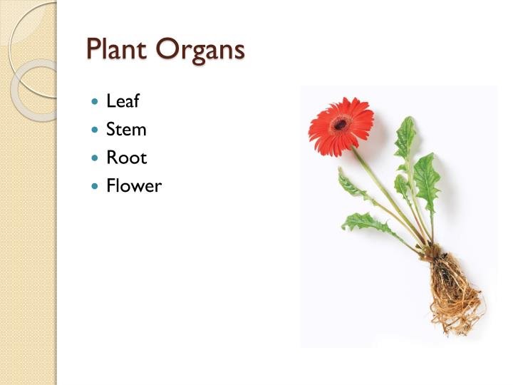 Ppt Plant Tissues And Organs Powerpoint Presentation
