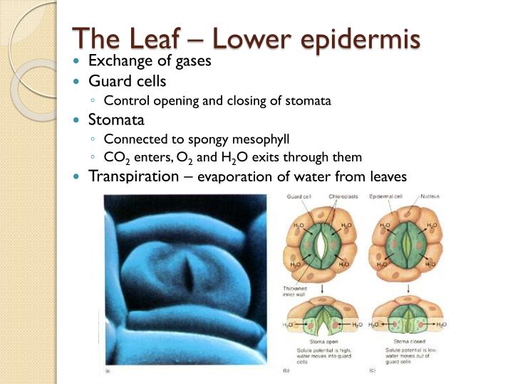 PPT - Plant Cells, Tissues and Organs PowerPoint Presentation - ID:3069362