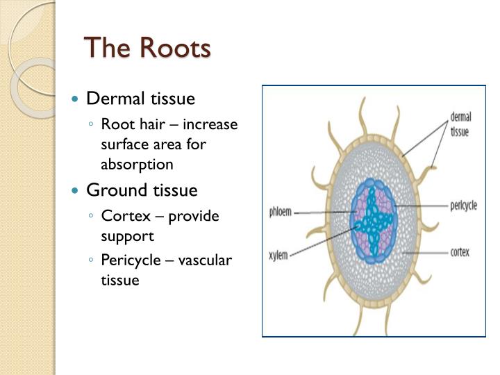PPT - Plant Cells, Tissues and Organs PowerPoint Presentation - ID:3069362