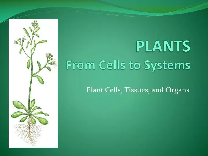 Ppt Organ Systems In Plants Powerpoint Presentation