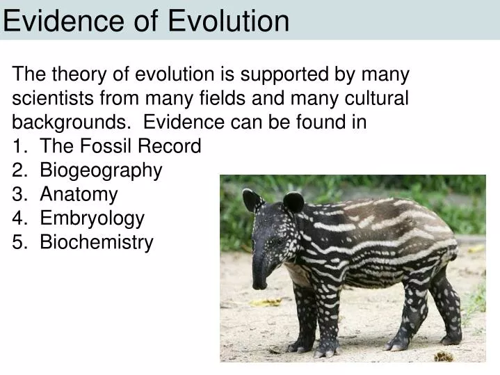 PPT - Evidence of Evolution PowerPoint Presentation, free download - ID ...