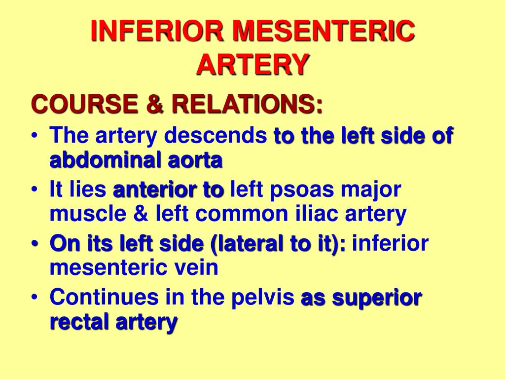 PPT - ARTERIAL SUPPLY OF MIDGUT & HINDGUT PowerPoint Presentation - ID ...