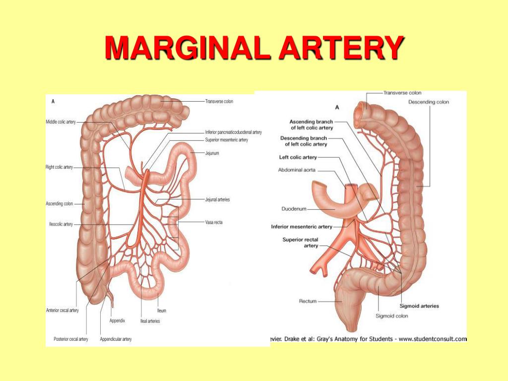 PPT - ARTERIAL SUPPLY OF MIDGUT & HINDGUT PowerPoint Presentation - ID ...