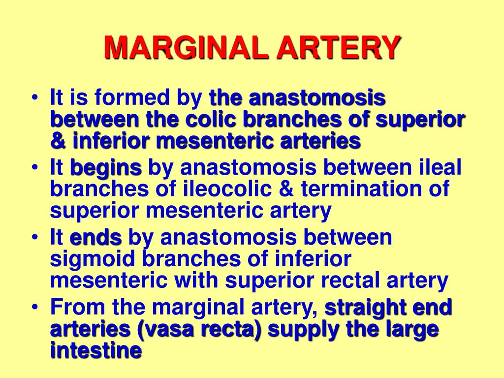 PPT - ARTERIAL SUPPLY OF MIDGUT & HINDGUT PowerPoint Presentation - ID ...