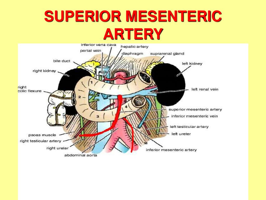 PPT - ARTERIAL SUPPLY OF MIDGUT & HINDGUT PowerPoint Presentation - ID ...
