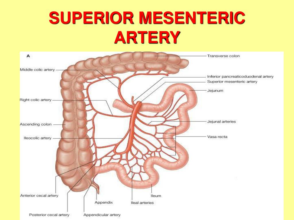 PPT - ARTERIAL SUPPLY OF MIDGUT & HINDGUT PowerPoint Presentation - ID ...