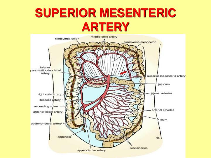 PPT - ARTERIAL SUPPLY OF MIDGUT & HINDGUT PowerPoint Presentation - ID ...