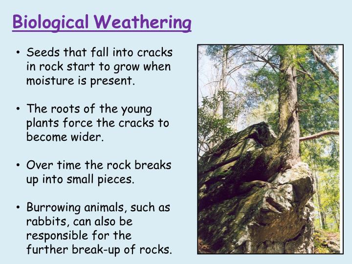 PPT - WEATHERING, MASS MOVEMENT AND EROSION PowerPoint Presentation ...