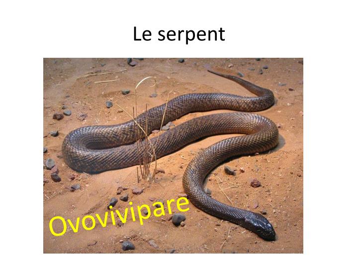 PPT - Vivipare, ovipare ou ovovivipare ??? PowerPoint Presentation - ID ...