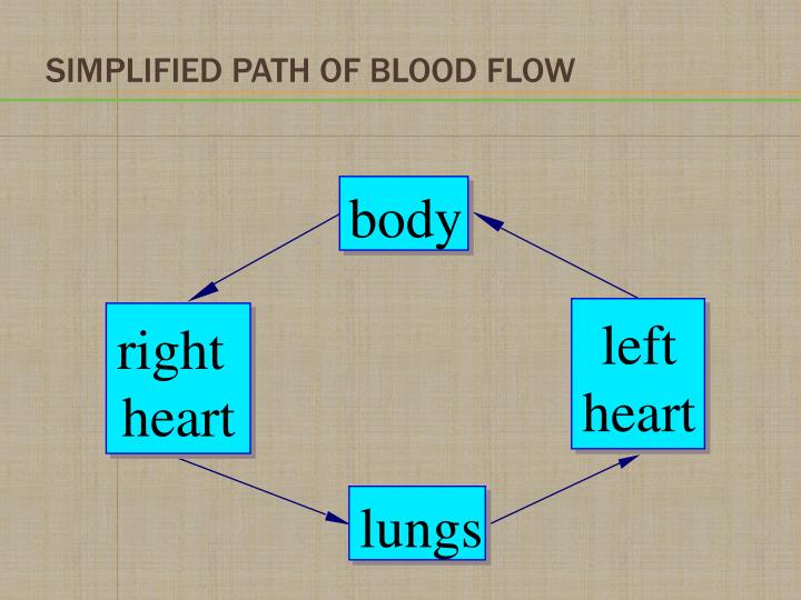 PPT - Chapter 17 Control of Cardiovascular Function PowerPoint ...